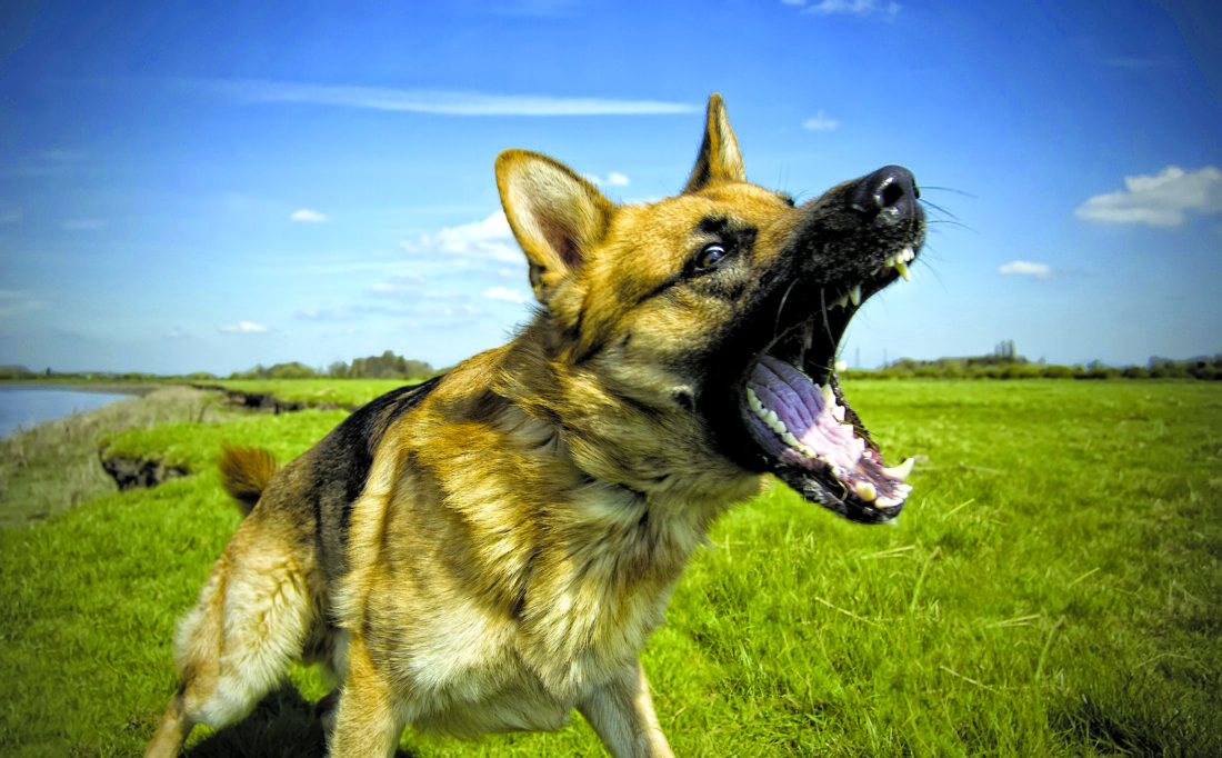New dog law in Ohio empowers wardens | News, Sports, Jobs - The Vindicator
